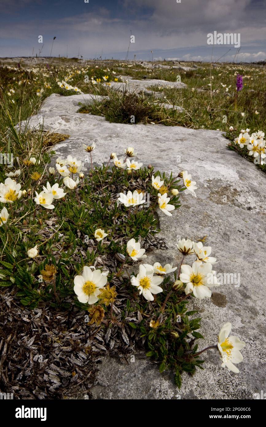 Mountain white dryad (Dryas octopetala) flowering, growing on limestone ...