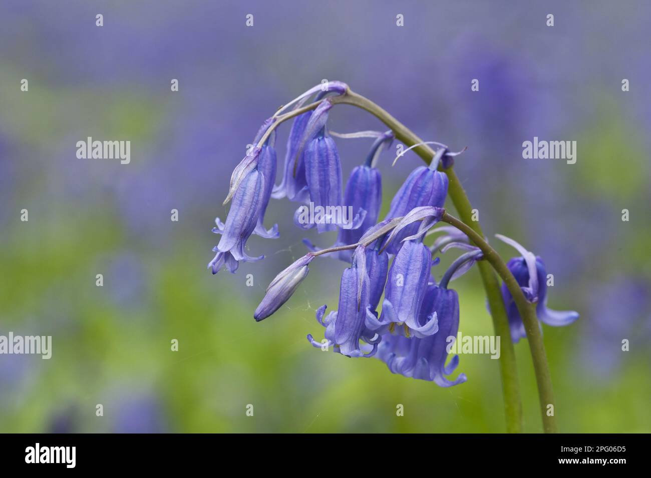 Scilla hyacinthoides hi-res stock photography and images - Alamy