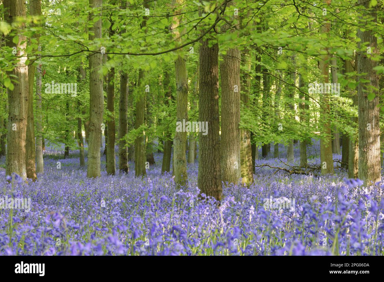 Bluebell (Endymion non-scriptus) flowering mass, growing in Common Beech (Fagus sylvatica ...