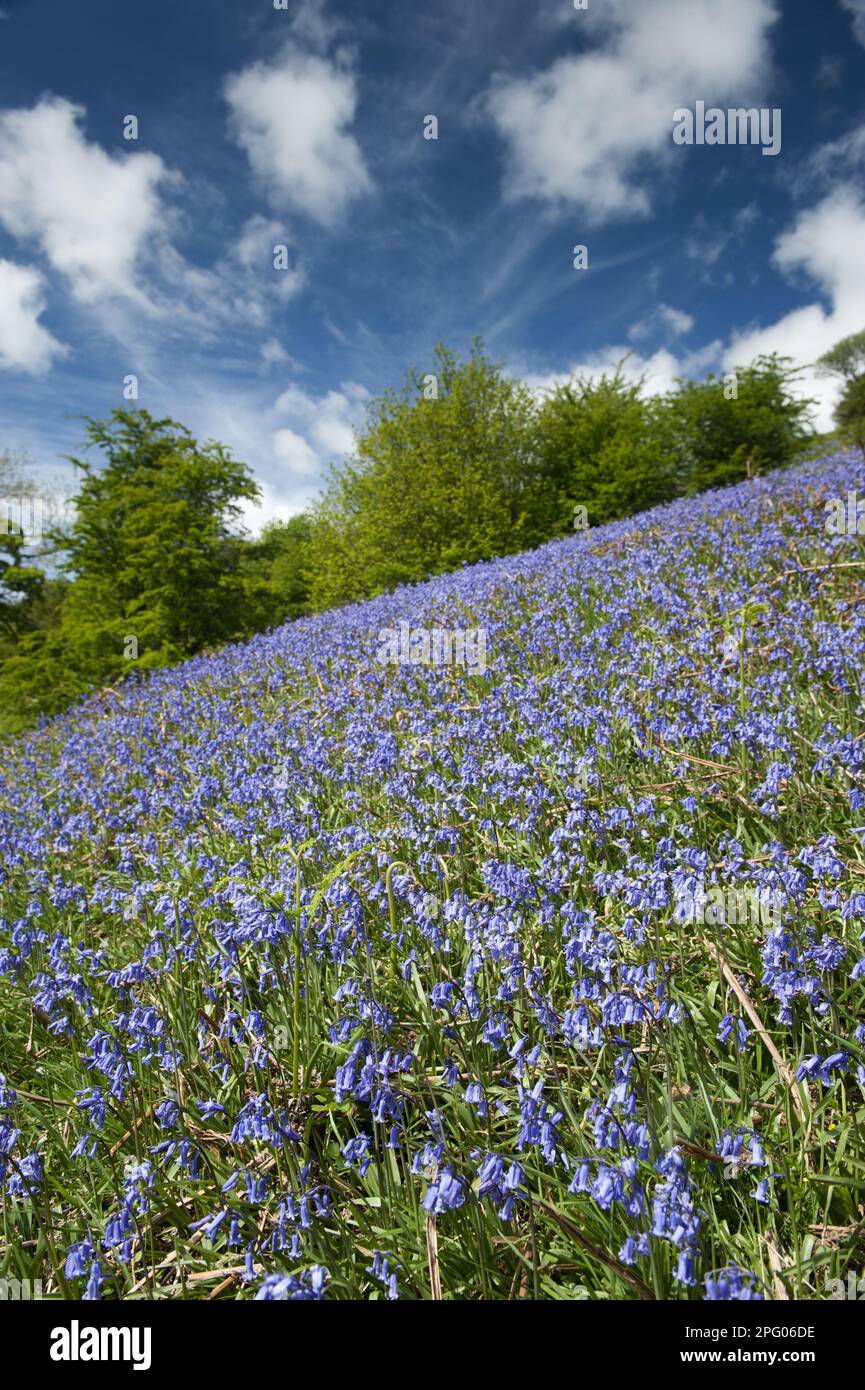 Endymion hyacinth (Hyacinthus) non-scriptus, Scilla non-scripta ...