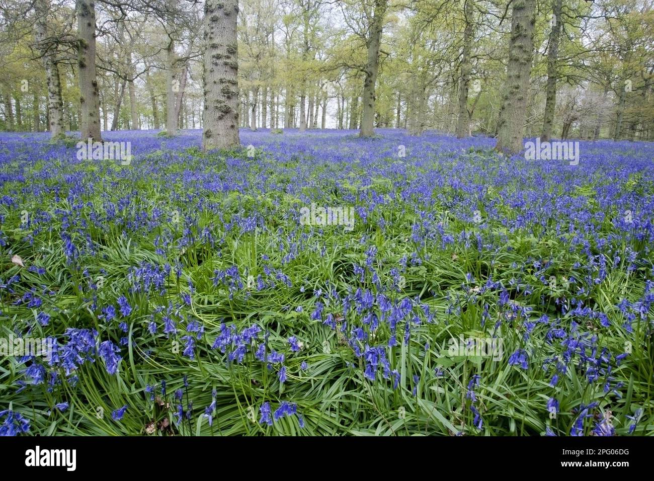 Endymion hyacinth (Hyacinthus) non-scriptus, Scilla non-scripta ...