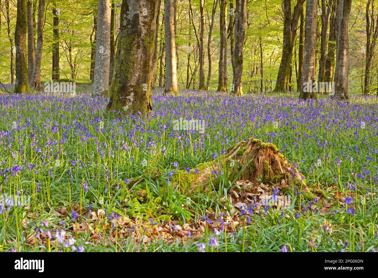 Hyacinthoides non-scripta (Endymion non-scriptus) flowering mass ...