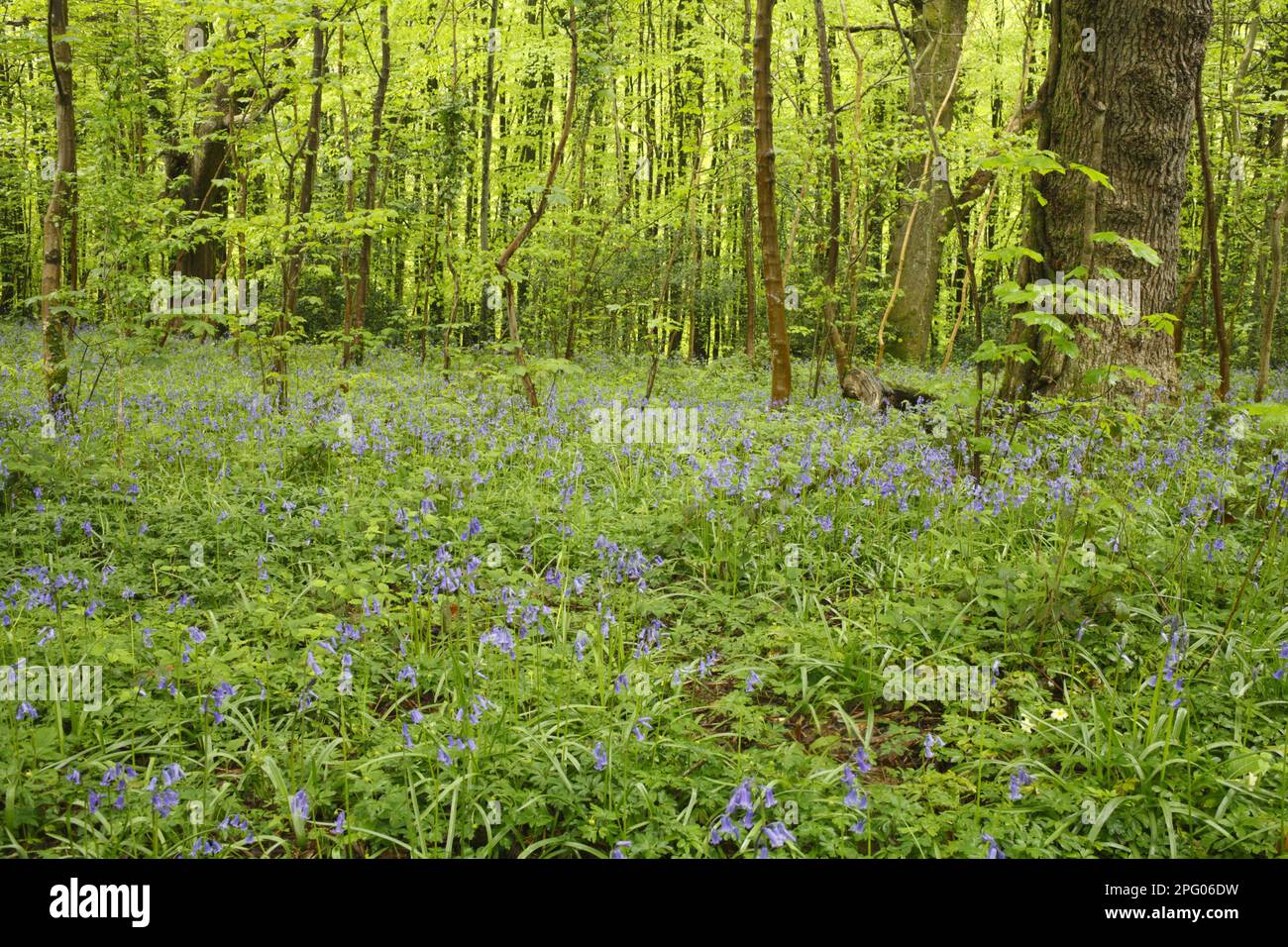 Endymion hyacinth (Hyacinthus) non-scriptus, Scilla non-scripta ...
