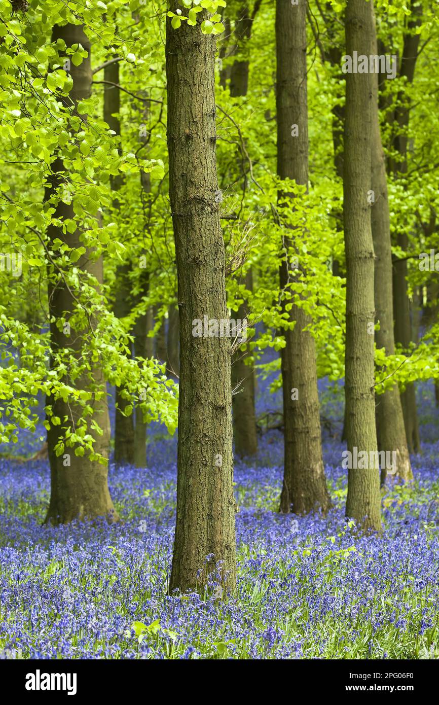 Hyacinthoides non-scripta (Endymion non-scriptus) flowering mass, in ...