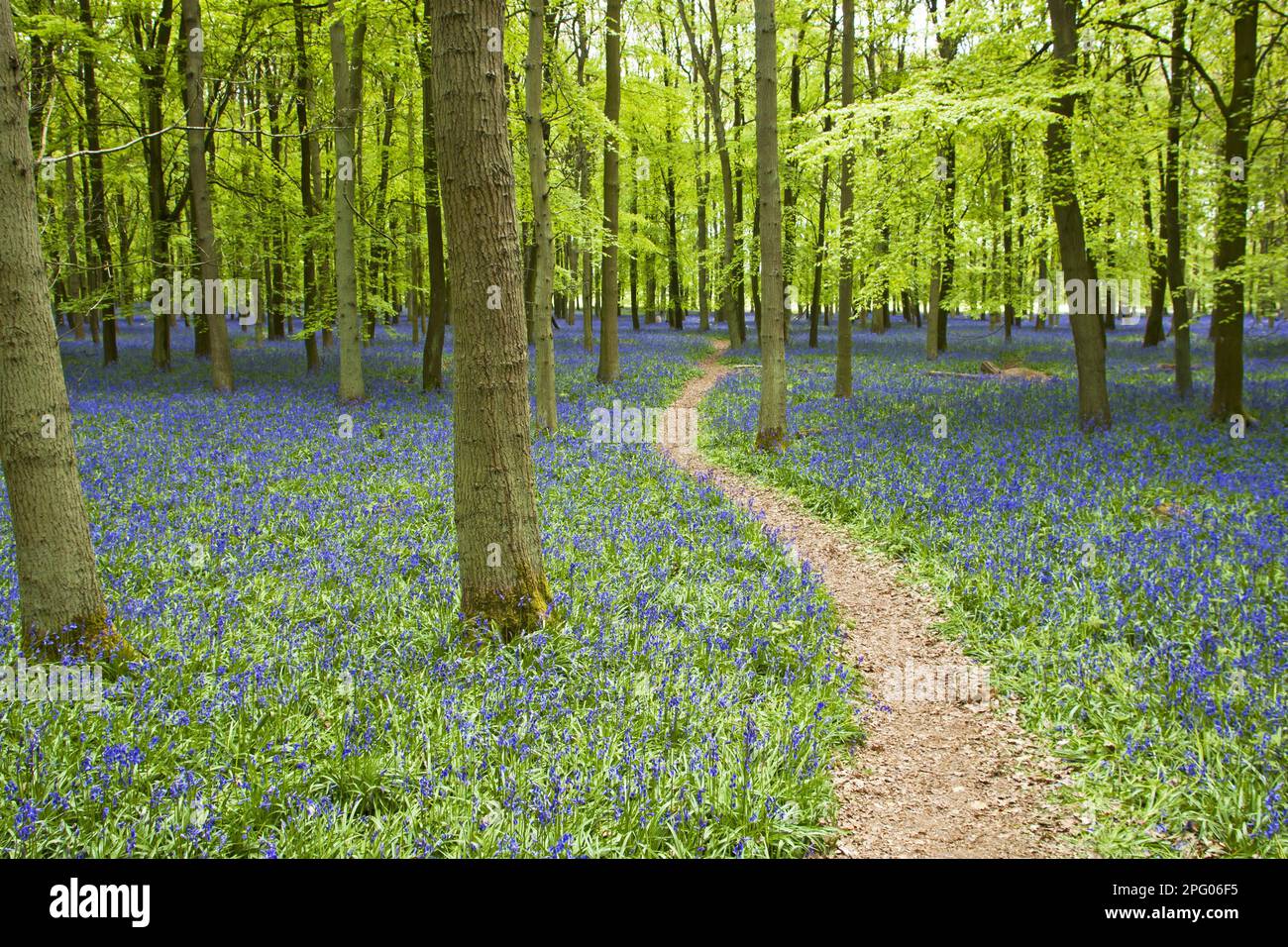 Hyacinthoides non-scripta (Endymion non-scriptus) flowering mass, in ...