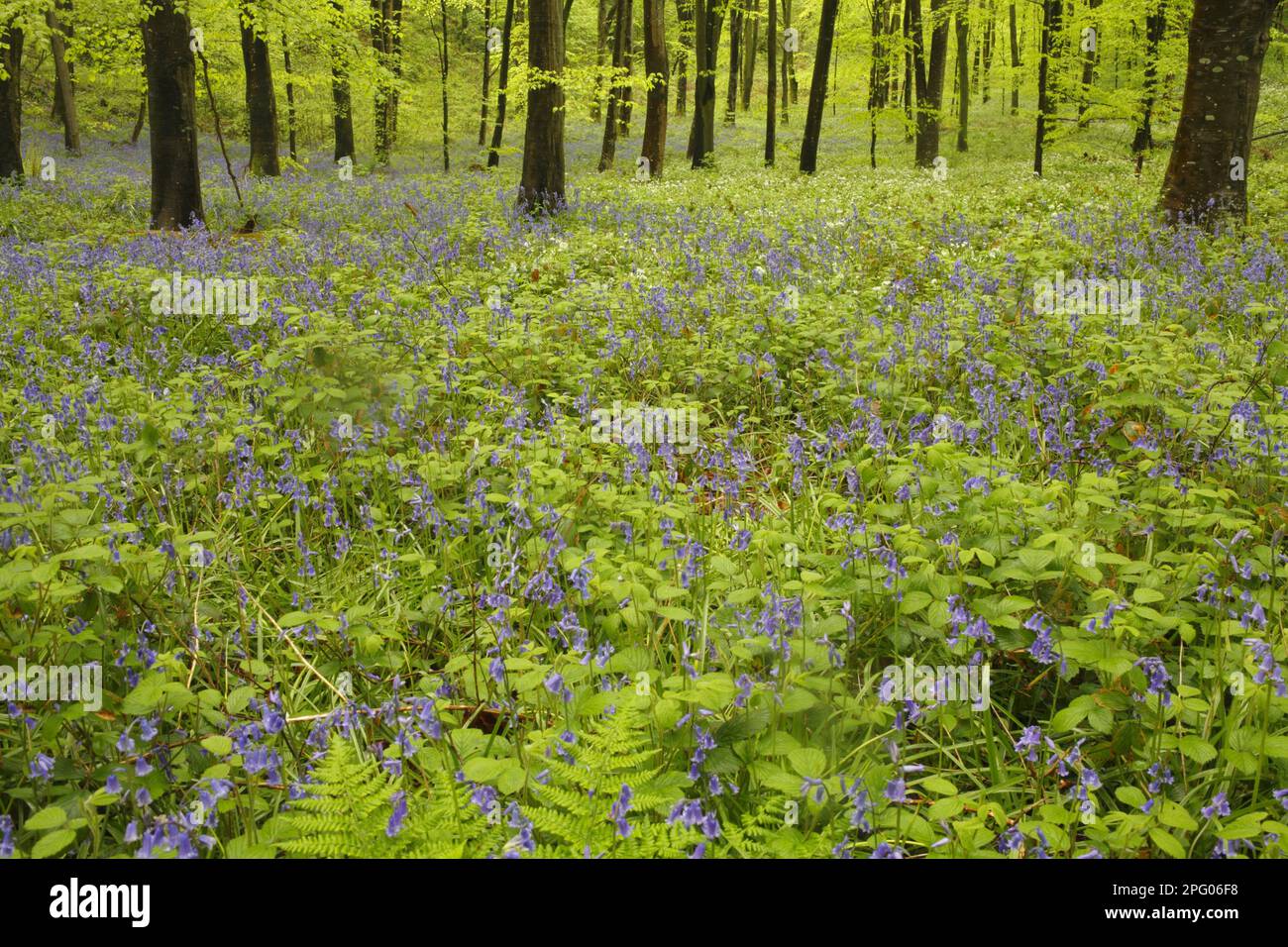 Endymion hyacinth (Hyacinthus) non-scriptus, Scilla non-scripta ...
