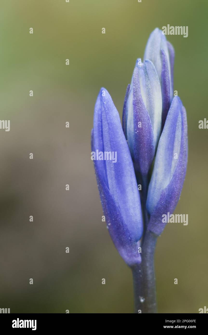Endymion hyacinth (Hyacinthus) non-scriptus, Scilla non-scripta ...