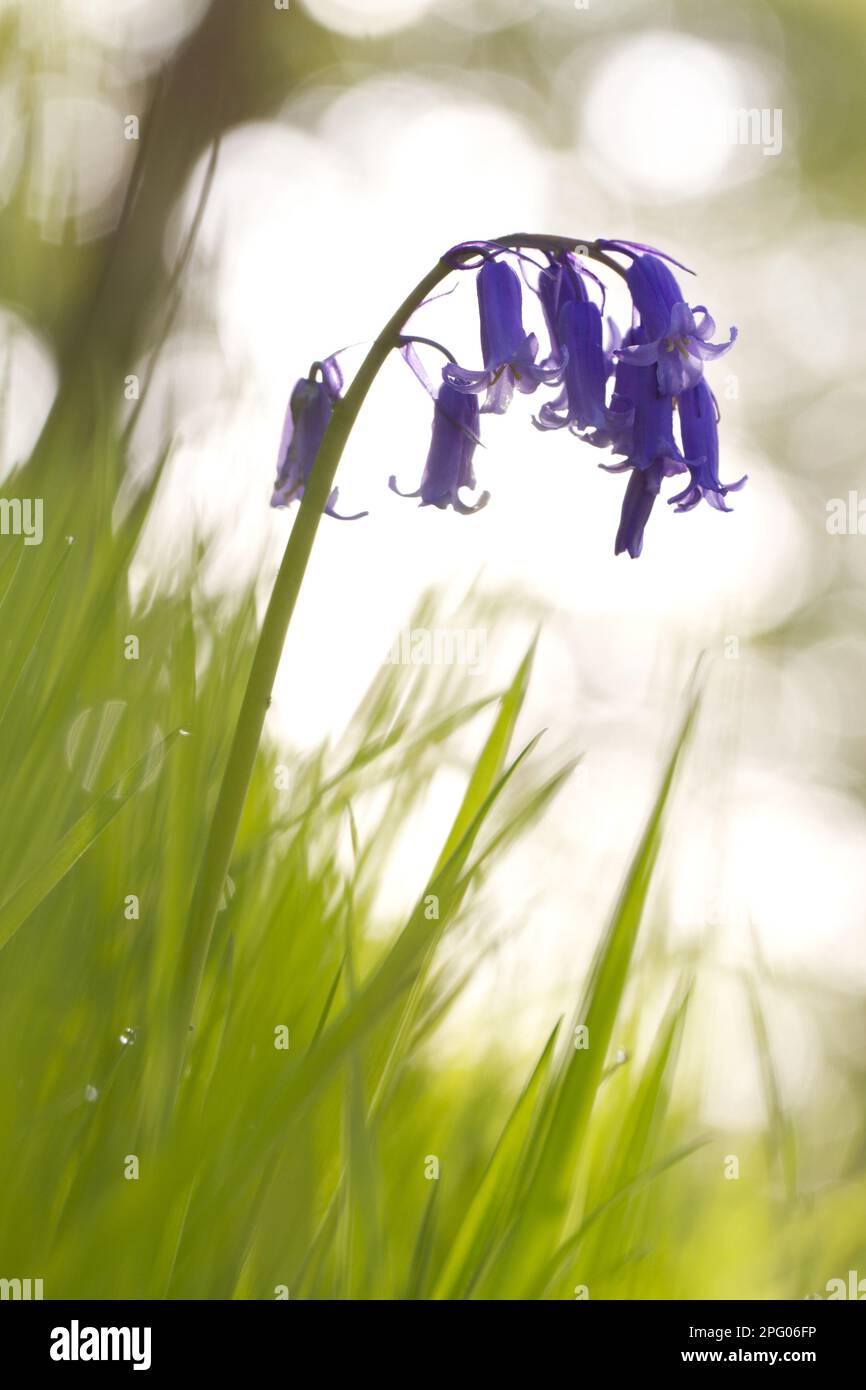 Endymion hyacinth (Hyacinthus) non-scriptus, Scilla non-scripta ...
