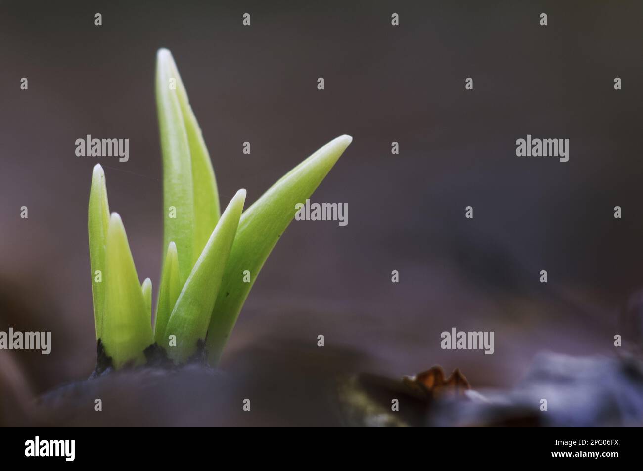 Endymion hyacinth (Hyacinthus) non-scriptus, Scilla non-scripta ...