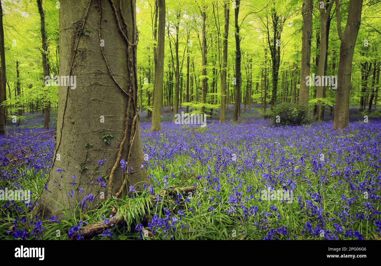 Hyacinthoides non-scripta (Endymion non-scriptus) flower mass, growing ...