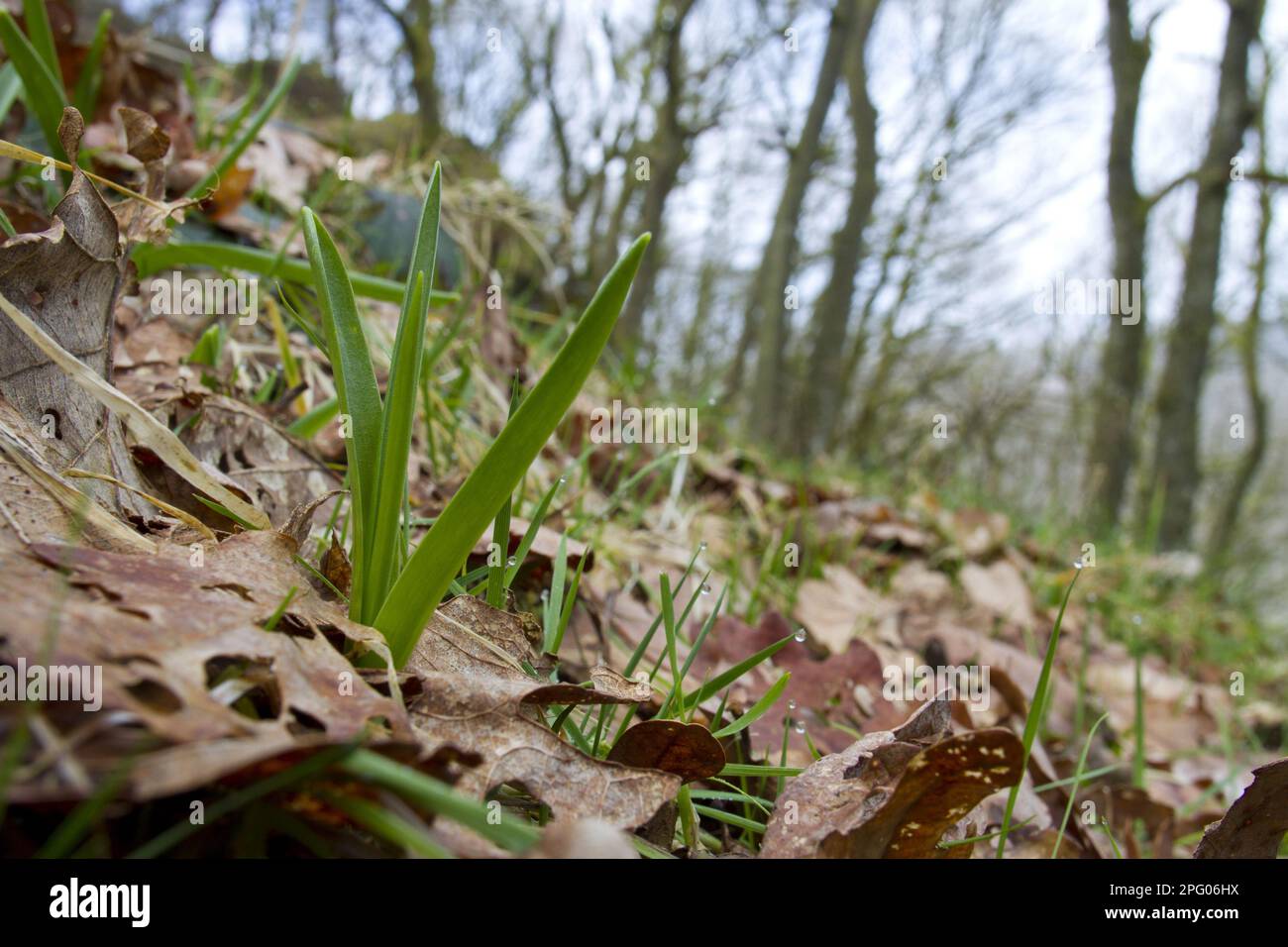 Endymion hyacinth (Hyacinthus) non-scriptus, Scilla non-scripta ...
