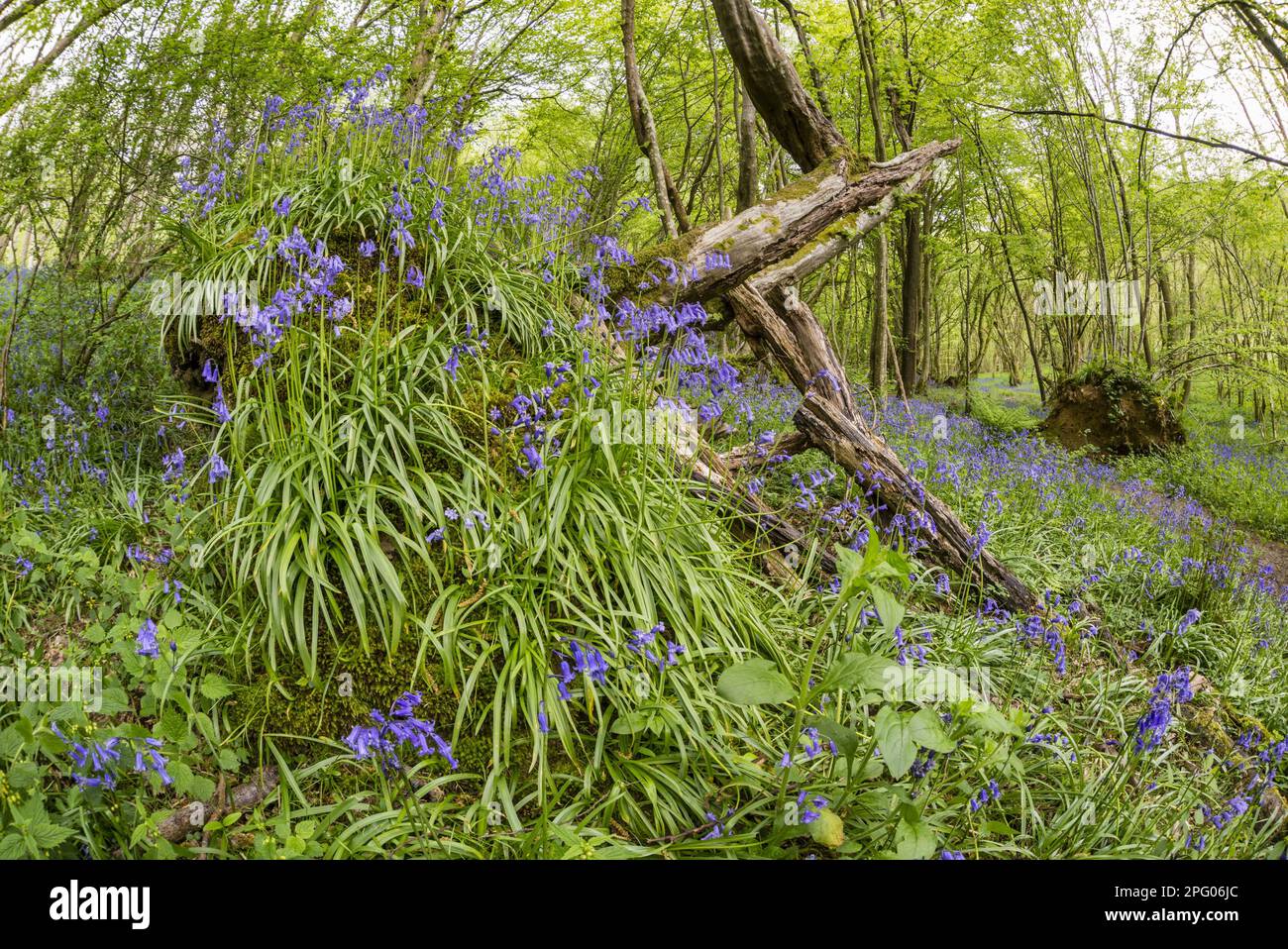 Flowering mass of common bluebell (Hyacinthoides non-scripta) growing ...