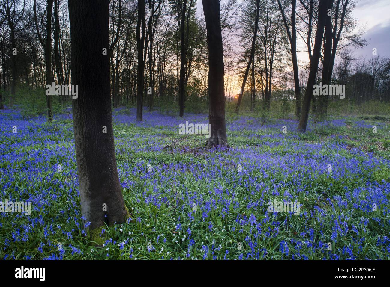 Endymion hyacinth (Hyacinthus) non-scriptus, Scilla non-scripta ...