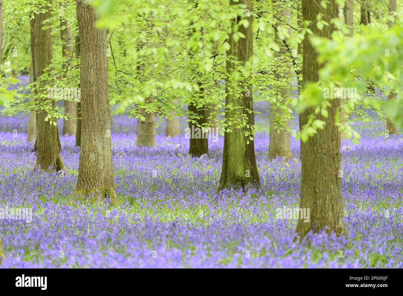 Common Bluebell (Hyacinthoides non-scripta) flowering mass, growing in ...