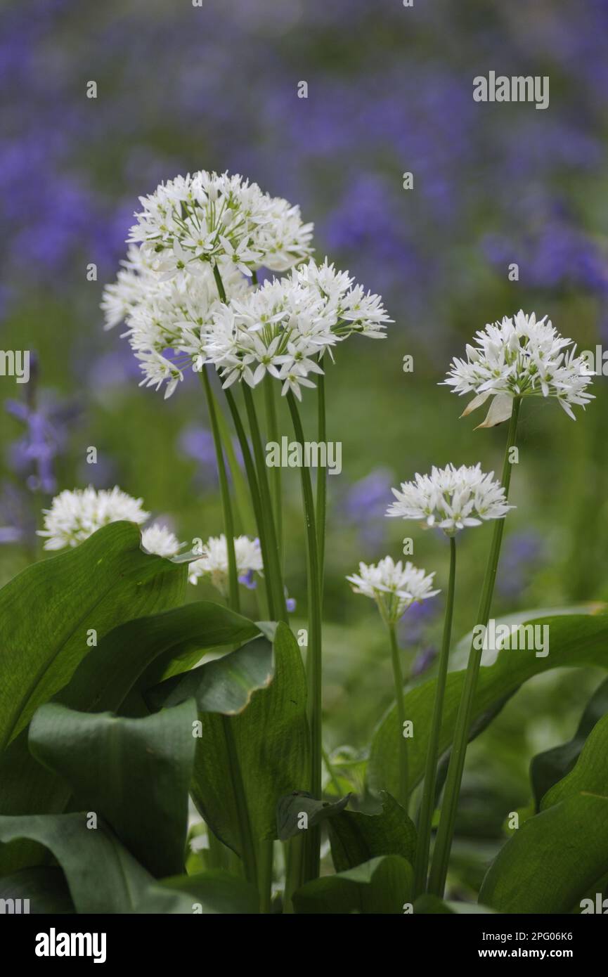 Ramsons (Allium ursinum) in flower, with hyacinthoides non-scripta ...