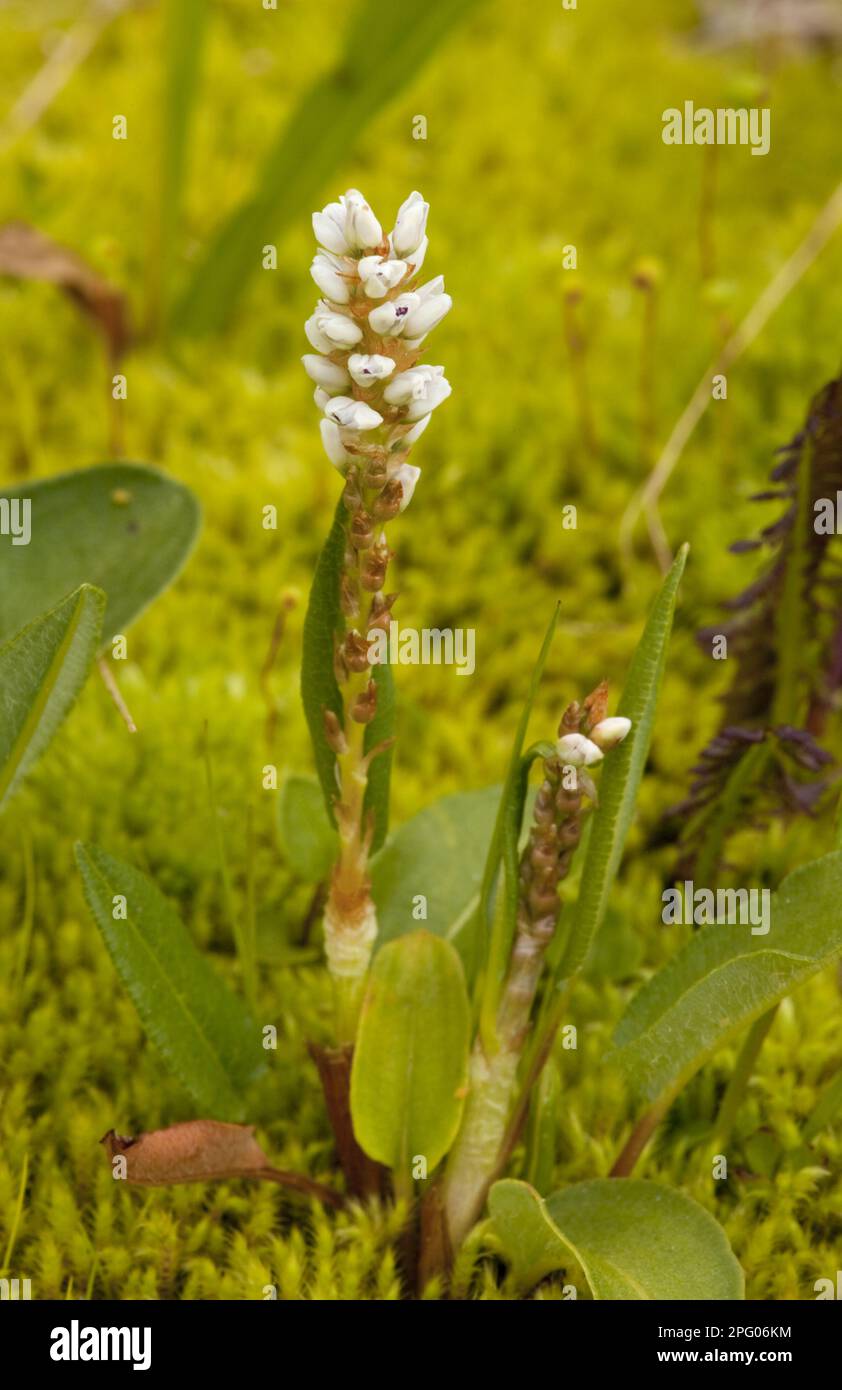 Alpine Bistort (Polygonum vivipara) flowering, at high altitude ...