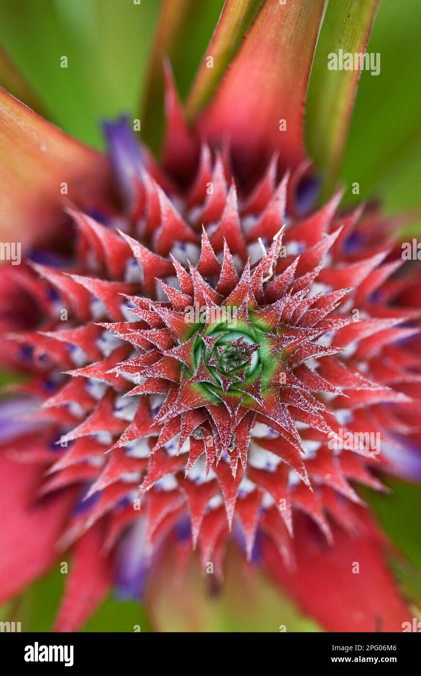 Ananas (Ananas comosus) close-up of flower and forming fruit, Palawan ...