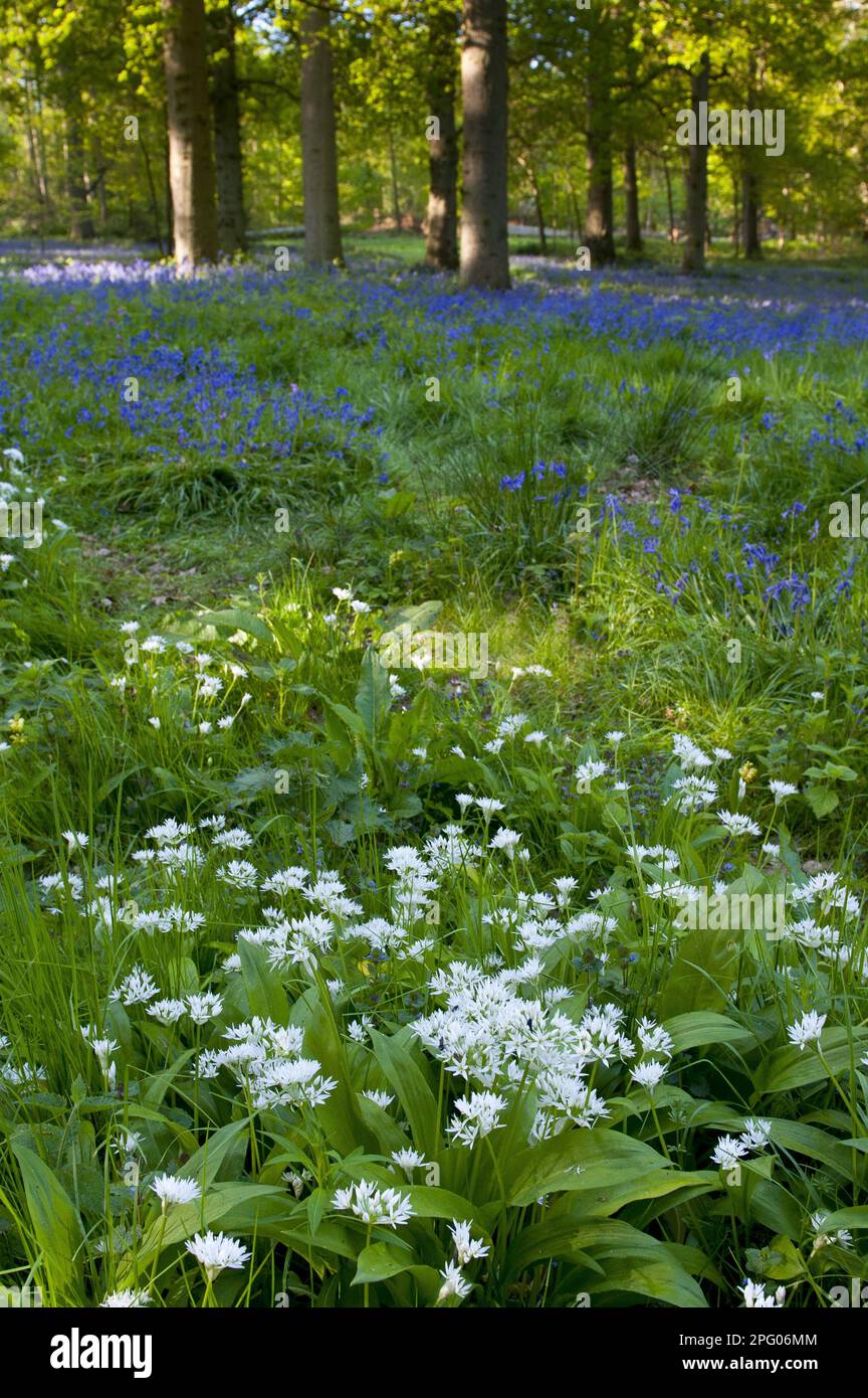 Ramsons (Allium ursinum) and hyacinthoides non-scripta (Endymion non ...