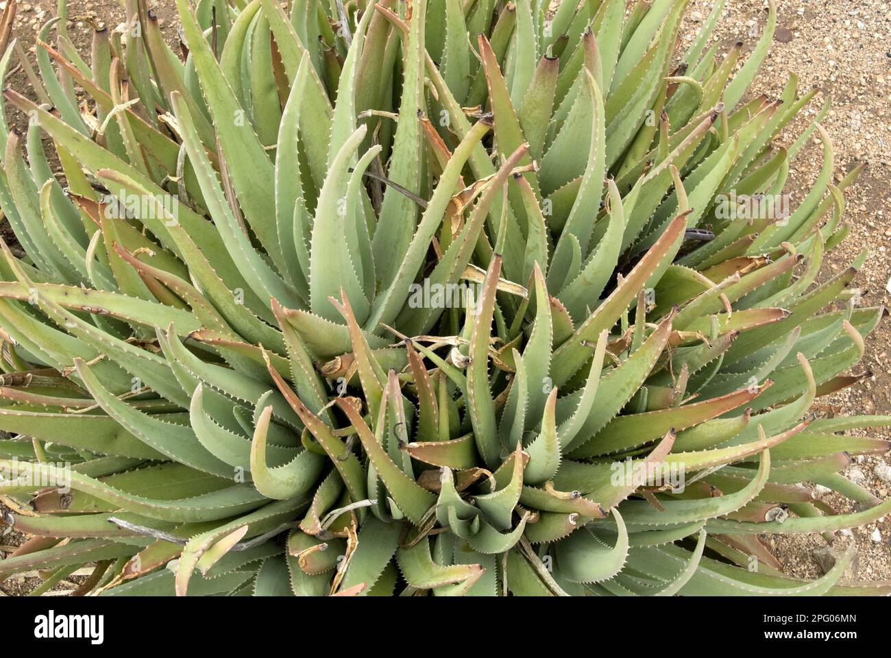 Medicinal aloe veras (Aloe vera) succulent leaves, Bonaire, Lesser ...