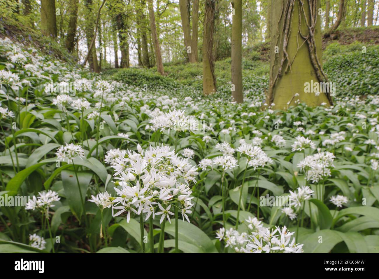 Ramsons (Allium ursinum) flowering mass, growing in ancient deciduous ...
