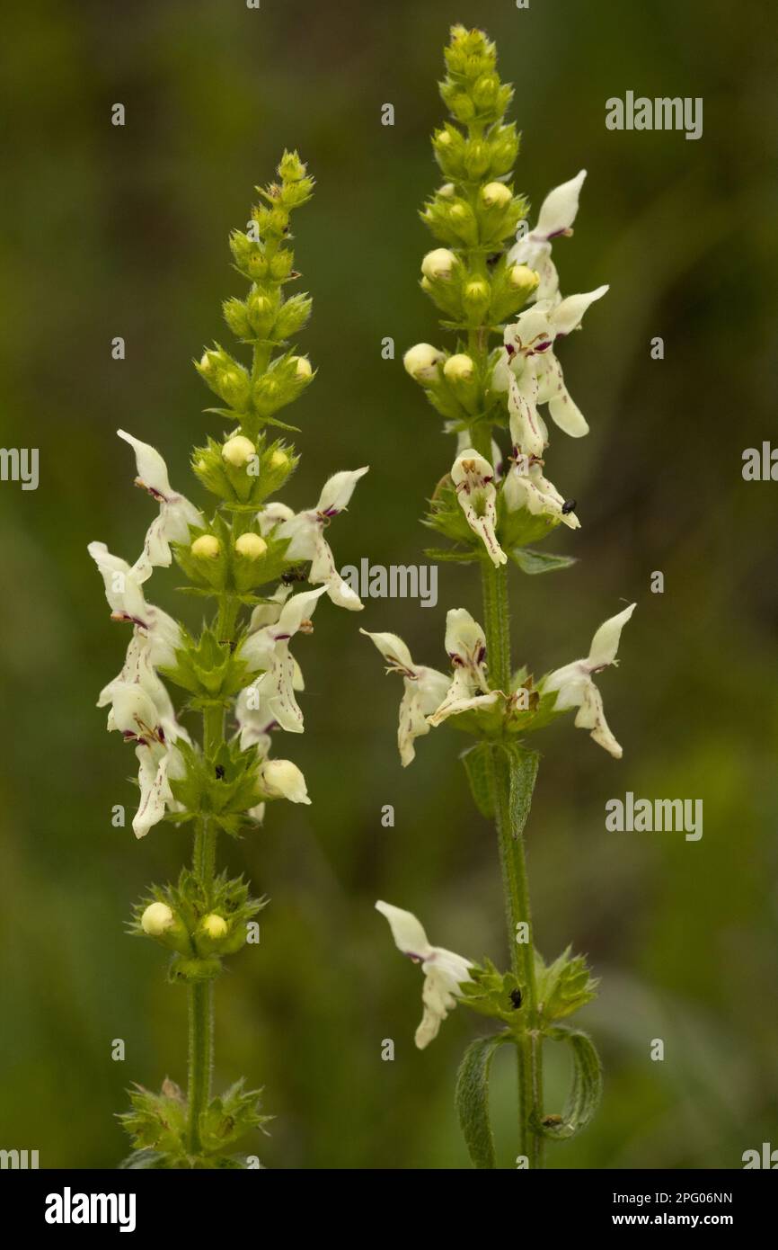 Yellow stiff hedgenettle (Stachys recta) flowering, Romania Stock Photo ...