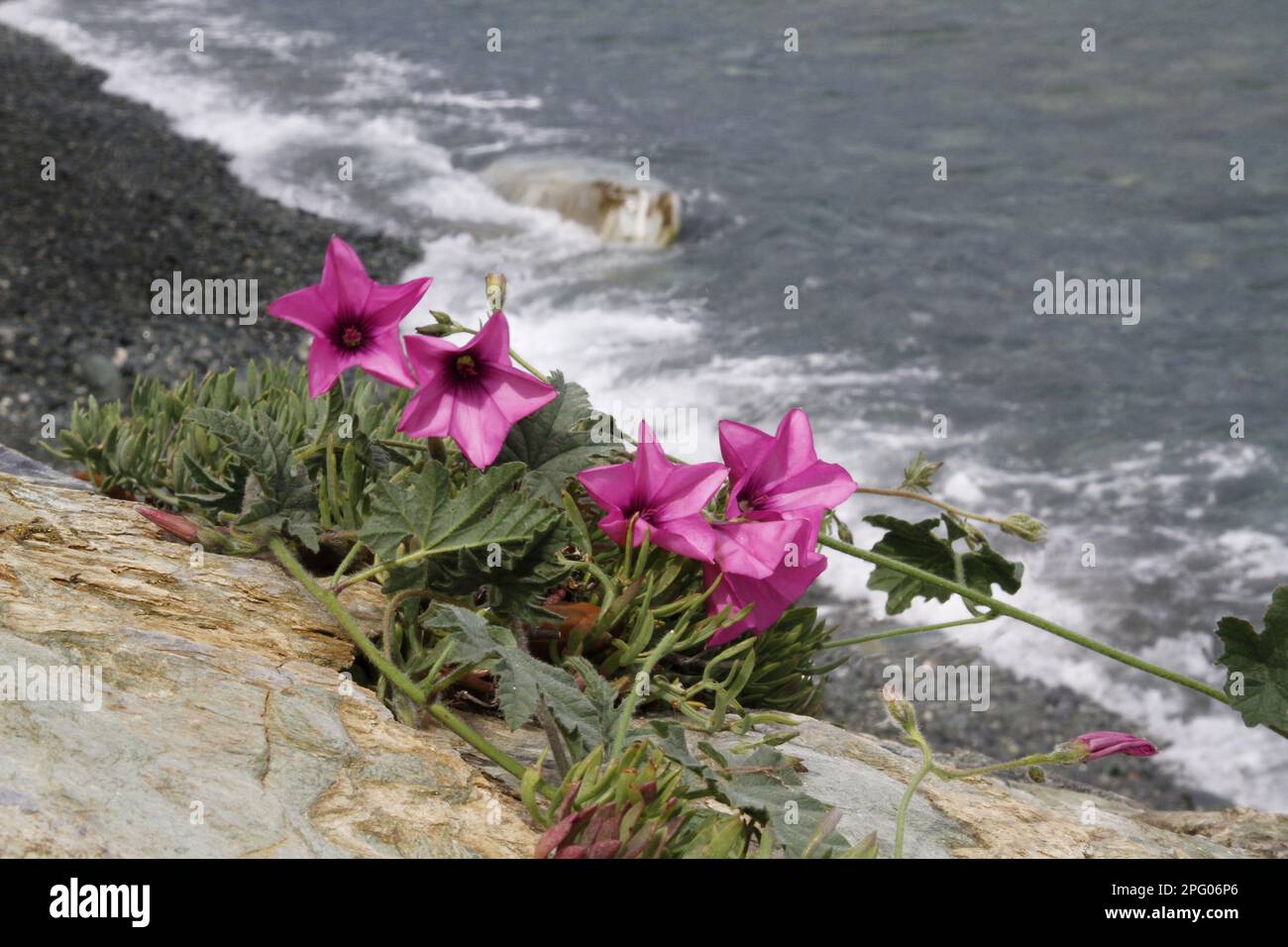 Flowering mallow-leaved bindweed (Convolvulus althaeoides), group with ...