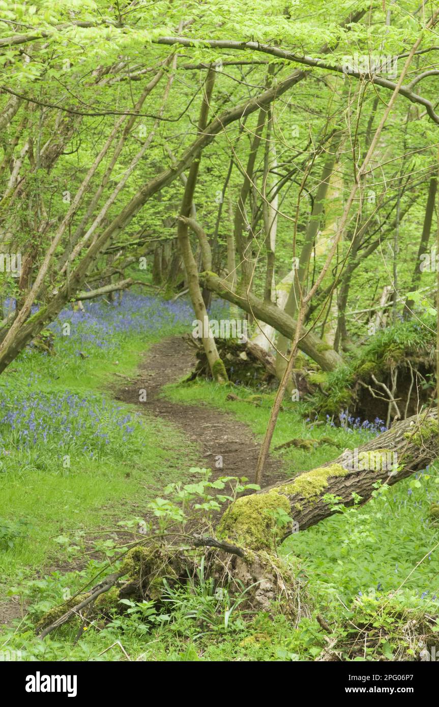 Common Hazel (Corylus avellana) coppice woodland habitat with path ...
