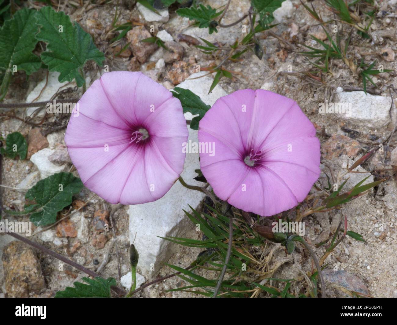 Mallow-leaved bindweed (Convolvulus althaeoides), Mallow-leaved ...