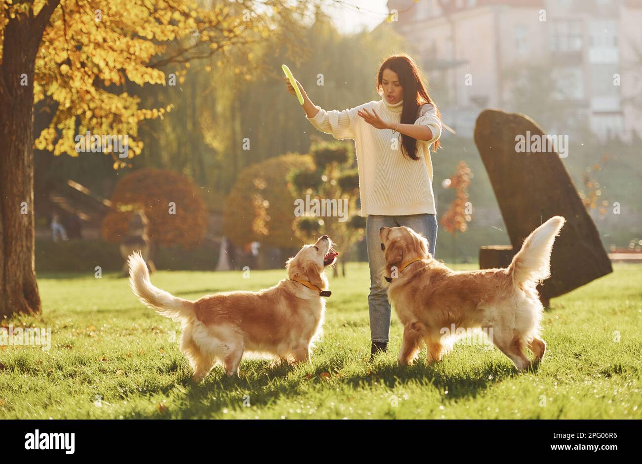 Playing frisbee. Woman have a walk with two Golden Retriever dogs in ...