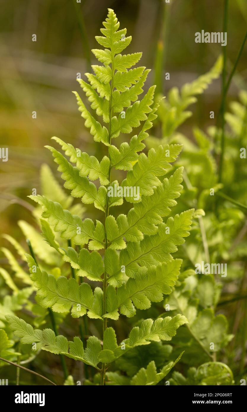 Crested buckler-fern (Dryopteris cristata) Close-up of frond, Bure ...