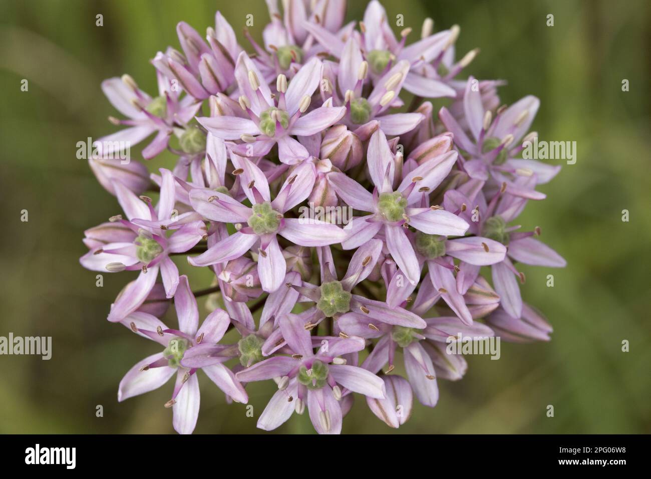 Black black onion (Allium nigrum) Close-up of flowers growing in a ...