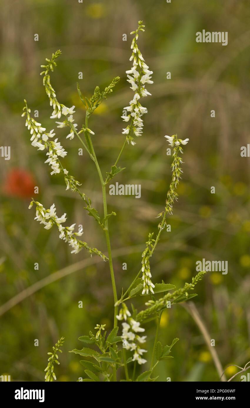 Flowering white melilot (Melilotus alba), growing on farmland ...