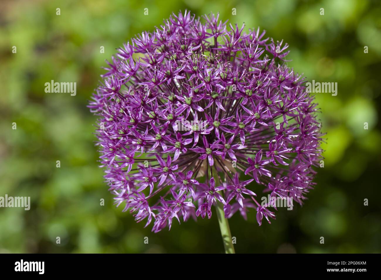 England flower hi-res stock photography and images - Alamy