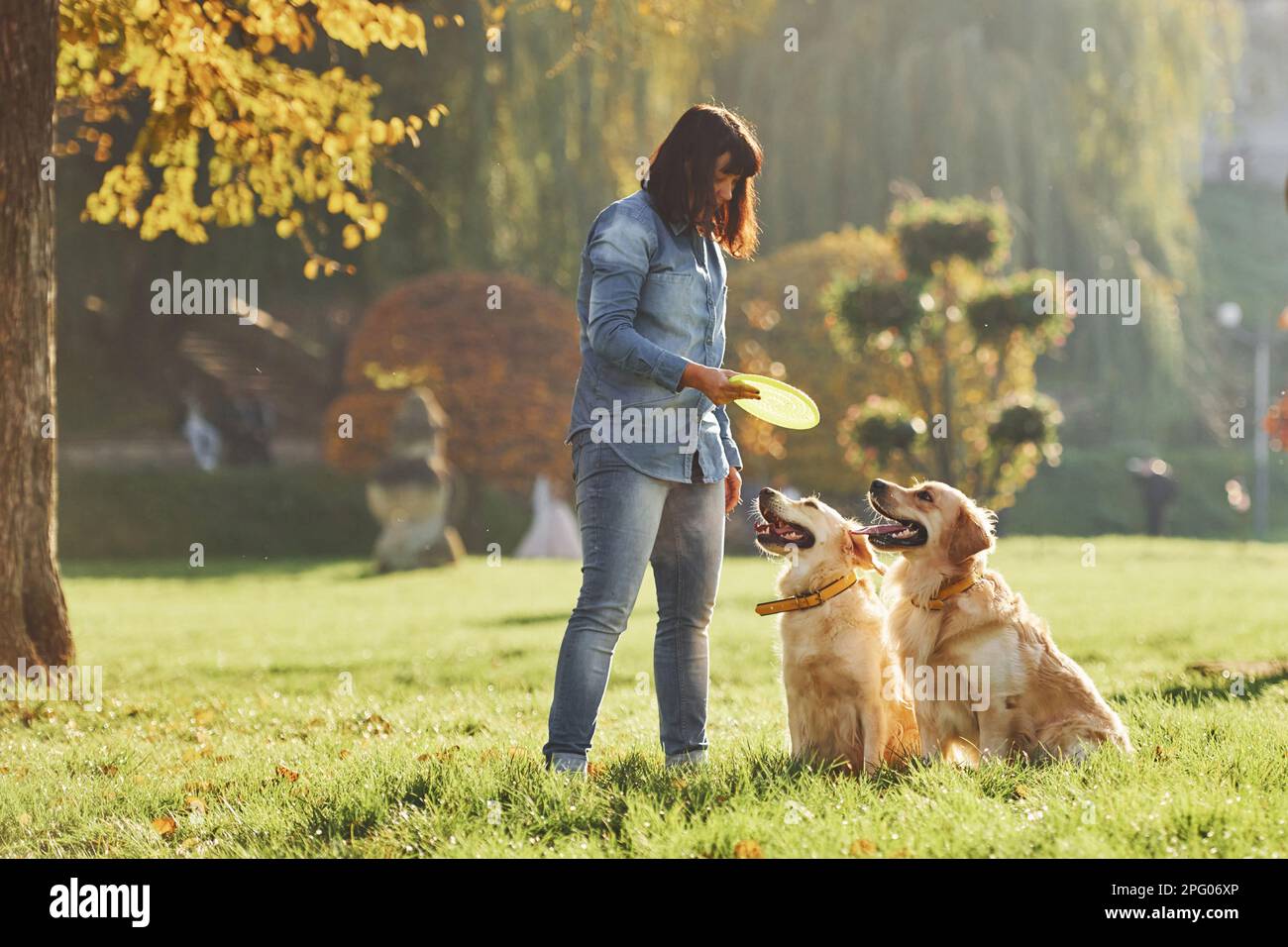 Playing frisbee. Woman have a walk with two Golden Retriever dogs in ...