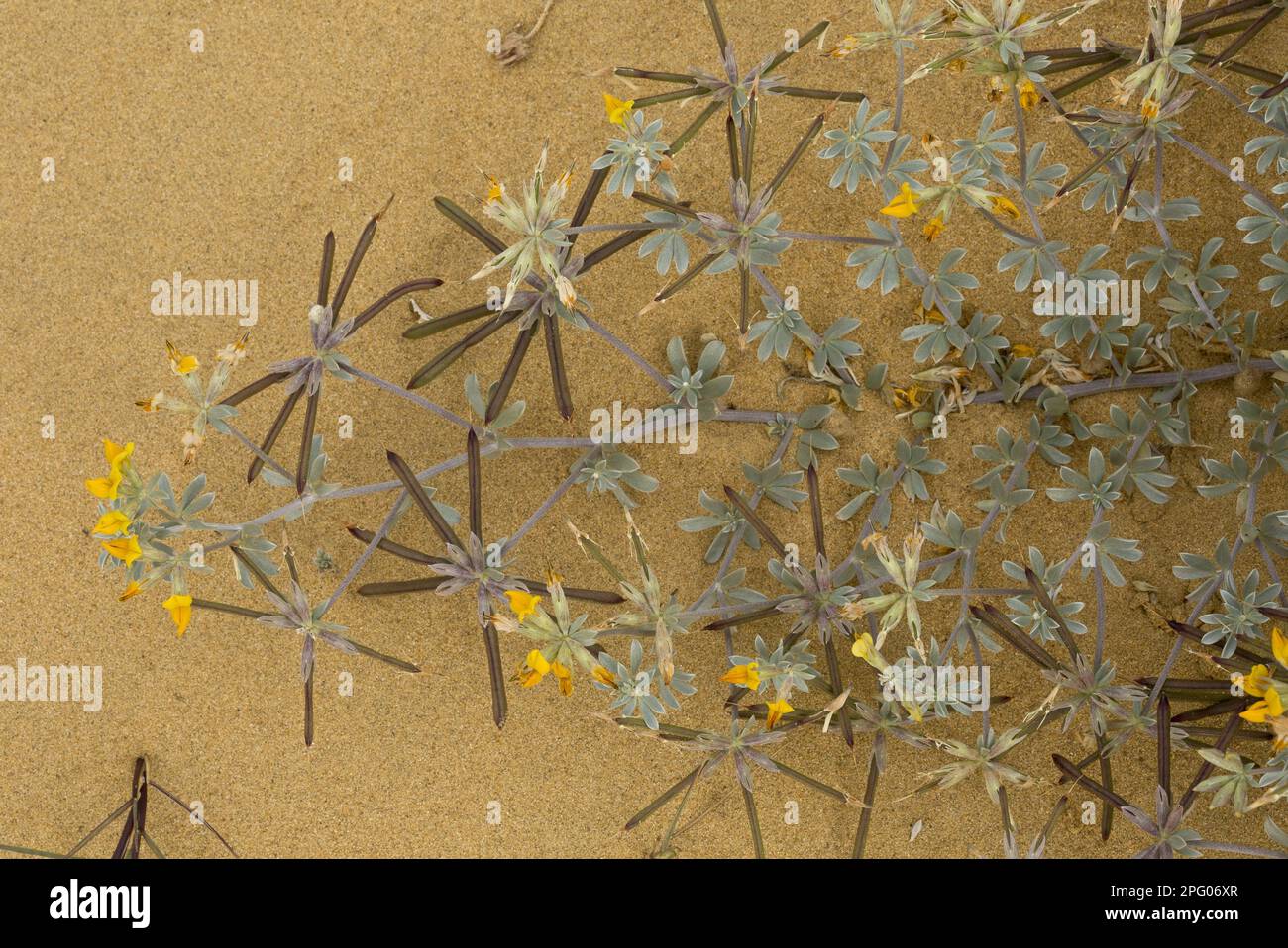 Southern Birdsfoot-trefoil (Lotus creticus) flowering, growing on sand ...