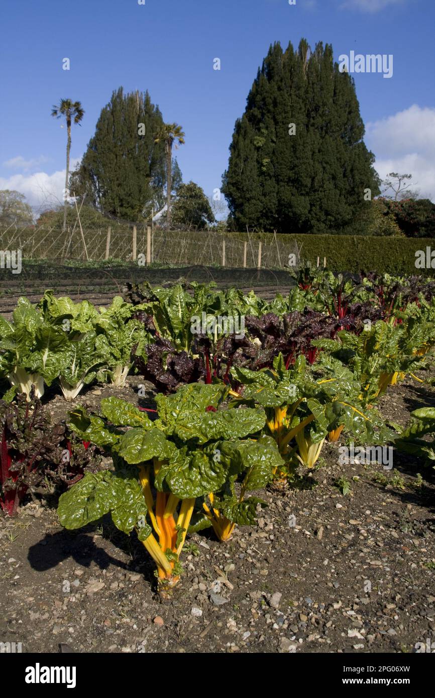 Swiss chard (Beta vulgaris var. cicla), also known as chard, Swiss ...