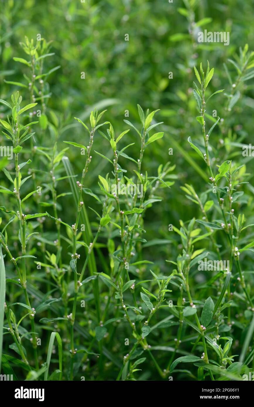 Common knotgrass (Polygonum aviculare), Common knotweed, flowering weed ...