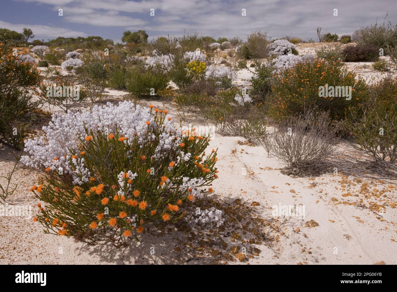 Sandy Kwongan Heath, with Eremaea brevifolia and Lambswool Bush ...