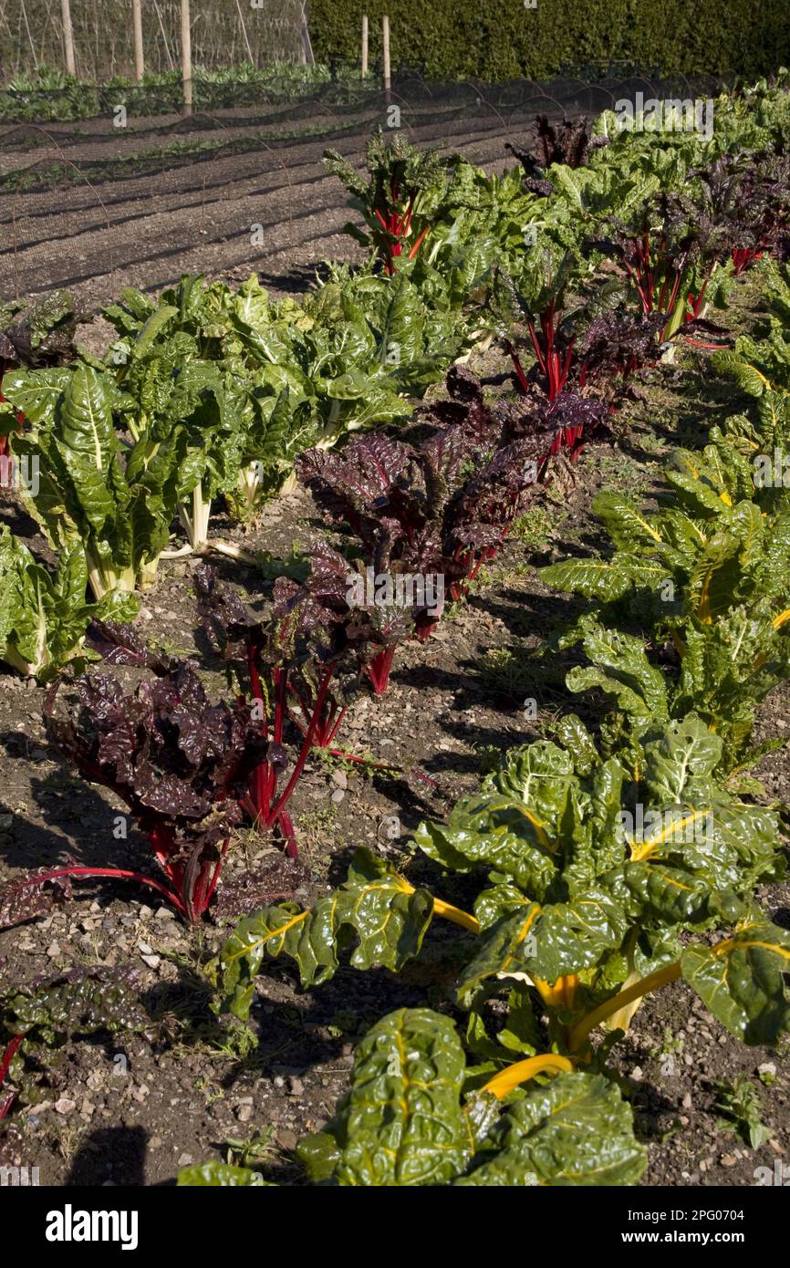 Swiss chard (Beta vulgaris var. cicla), also known as chard, Swiss ...
