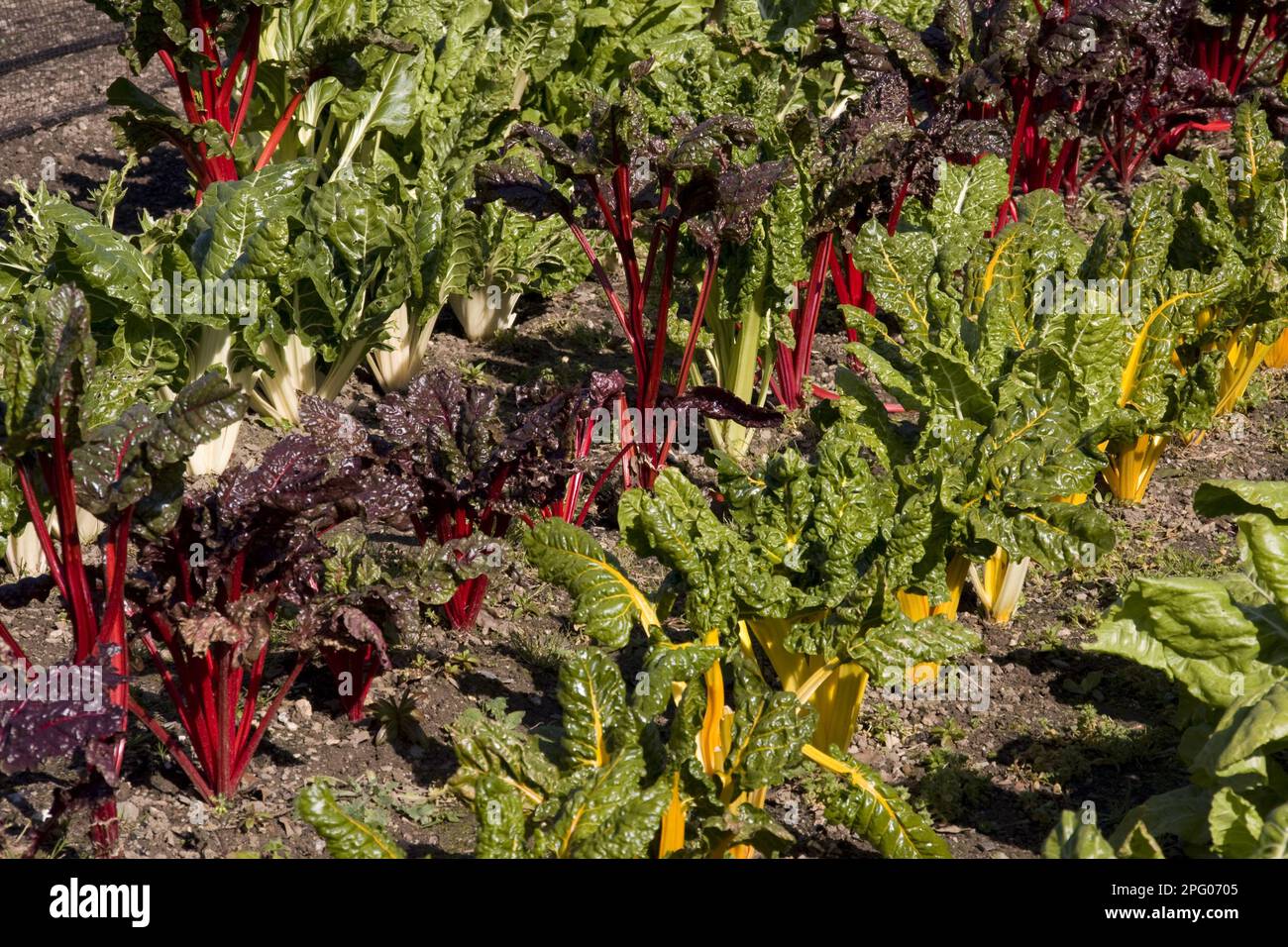 Swiss chard (Beta vulgaris var. cicla), also known as chard, Swiss ...