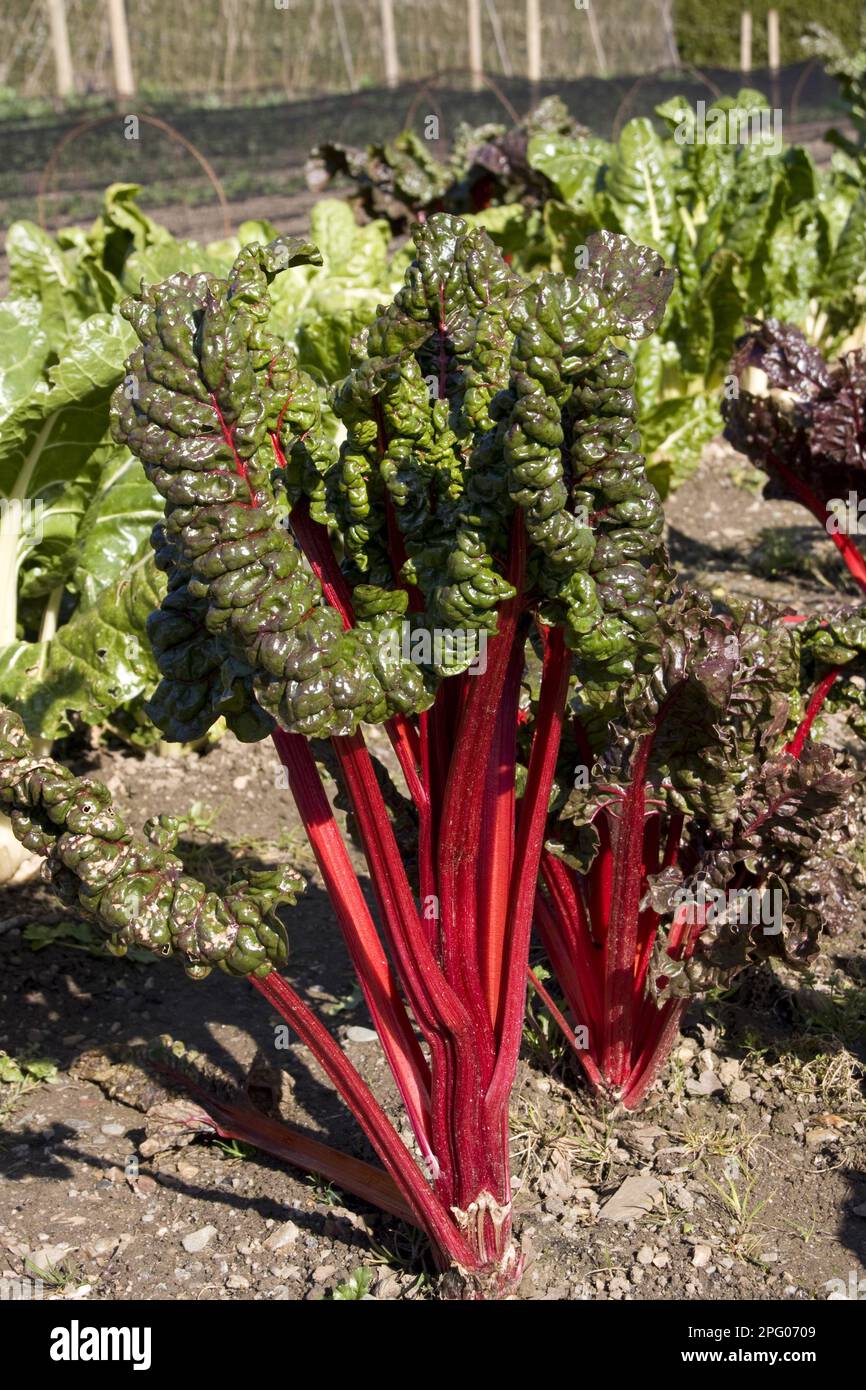 Swiss chard (Beta vulgaris var. cicla), also known as chard, Swiss ...