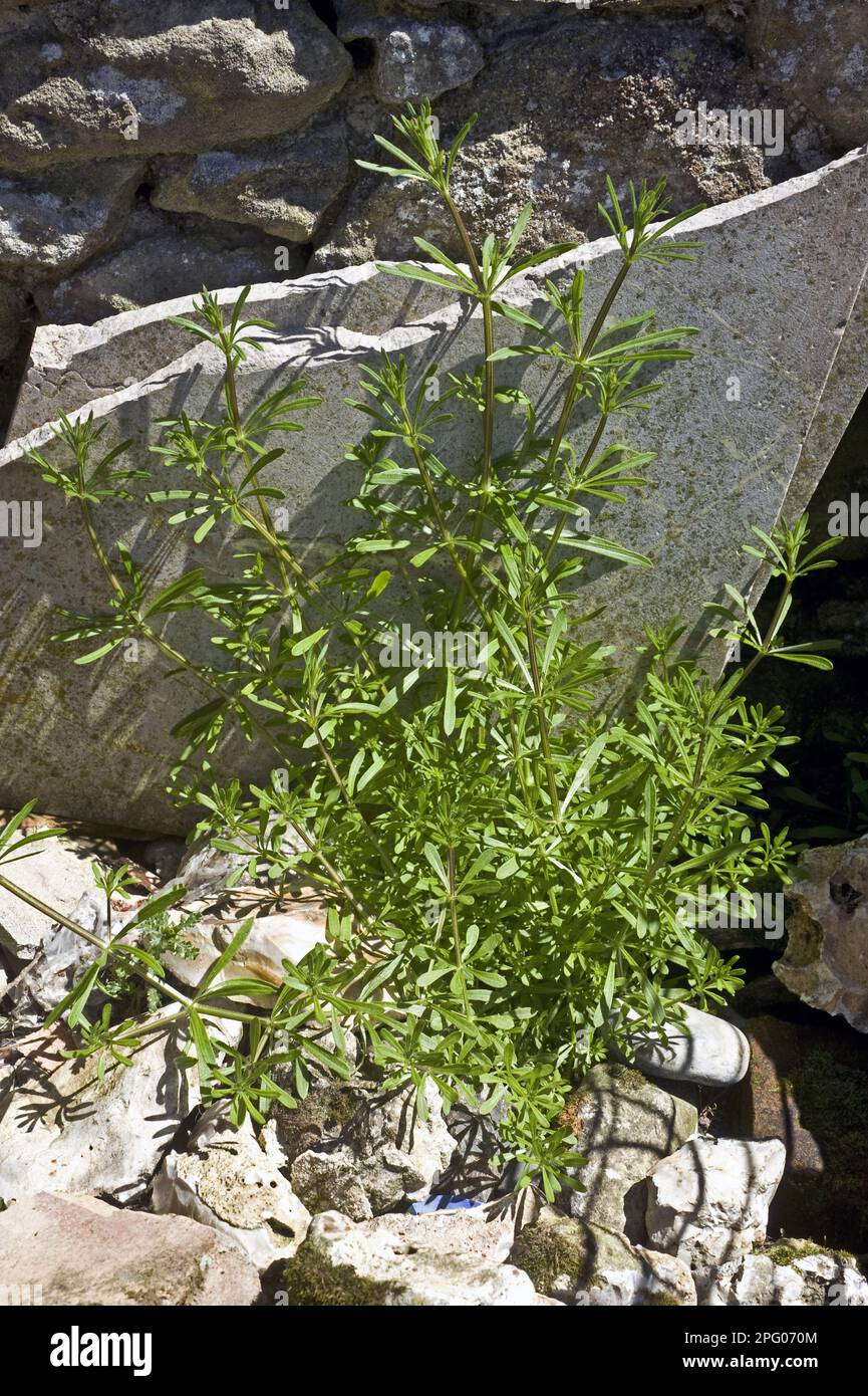 Cleavers or goosegrass, Galium aparine, plant growing amonst garden ...