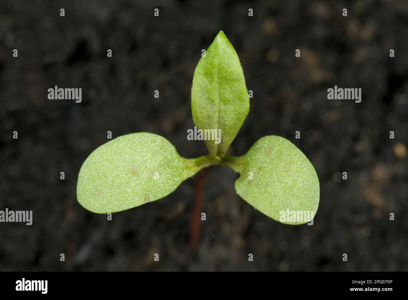 Polygonum vulgaris, Knotweed, Redshank, Polygonum maculosa, seedling ...