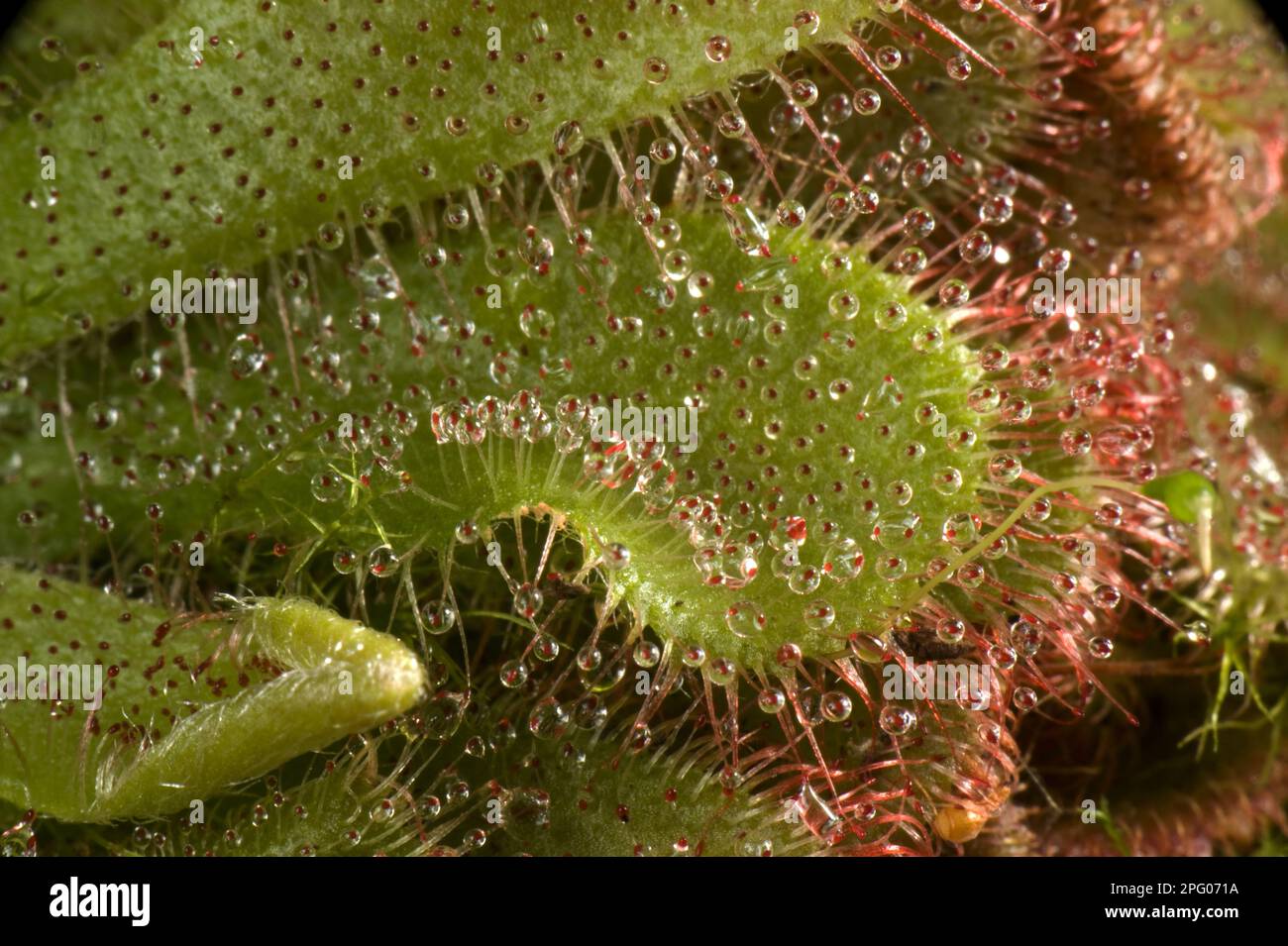 Insectivorous leaves and sticky leaf hairs of a sundew (Drosera ...