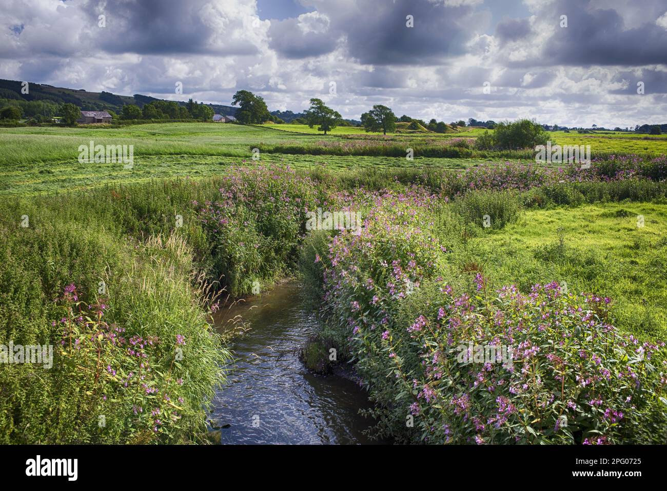 View of river with flowering Himalayan Balsam (Impatiens glandulifera ...