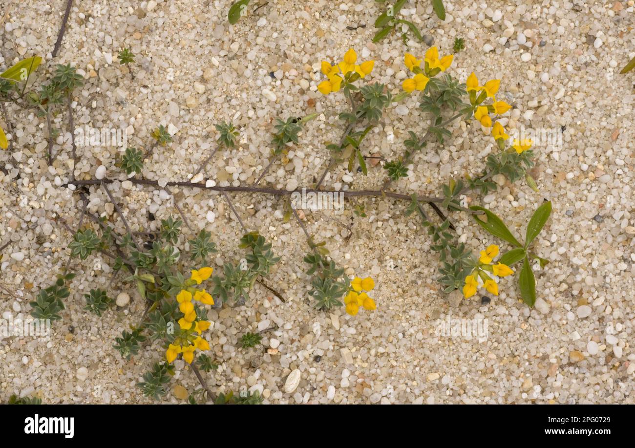 Flowering Southern crete horn clover (Lotus creticus), growing on sand ...
