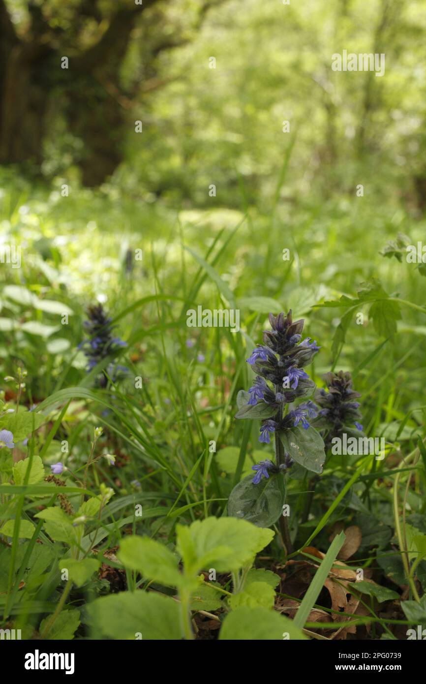 Common Bugle (Ajuga reptans) flowering, in woodland habitat, Powys ...