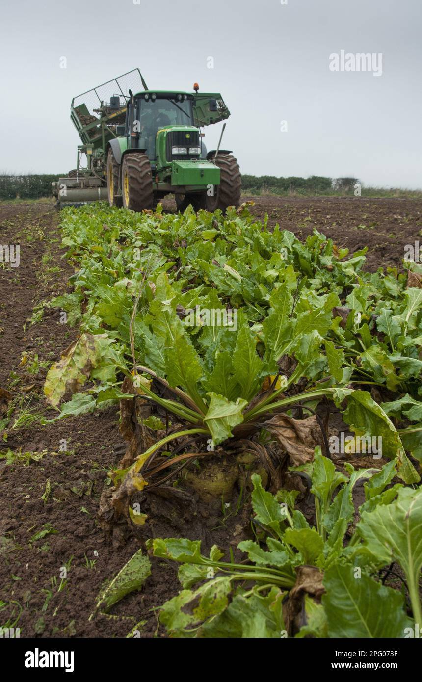 Sugar Beet (Beta vulgaris) crop, John Deere tractor with harvester ...