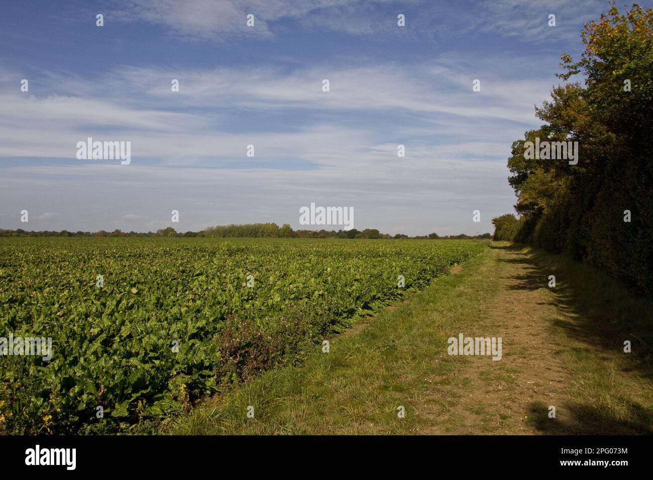 Sugar beet field with solid lateral, a crop of Beta vulgaris, is a ...