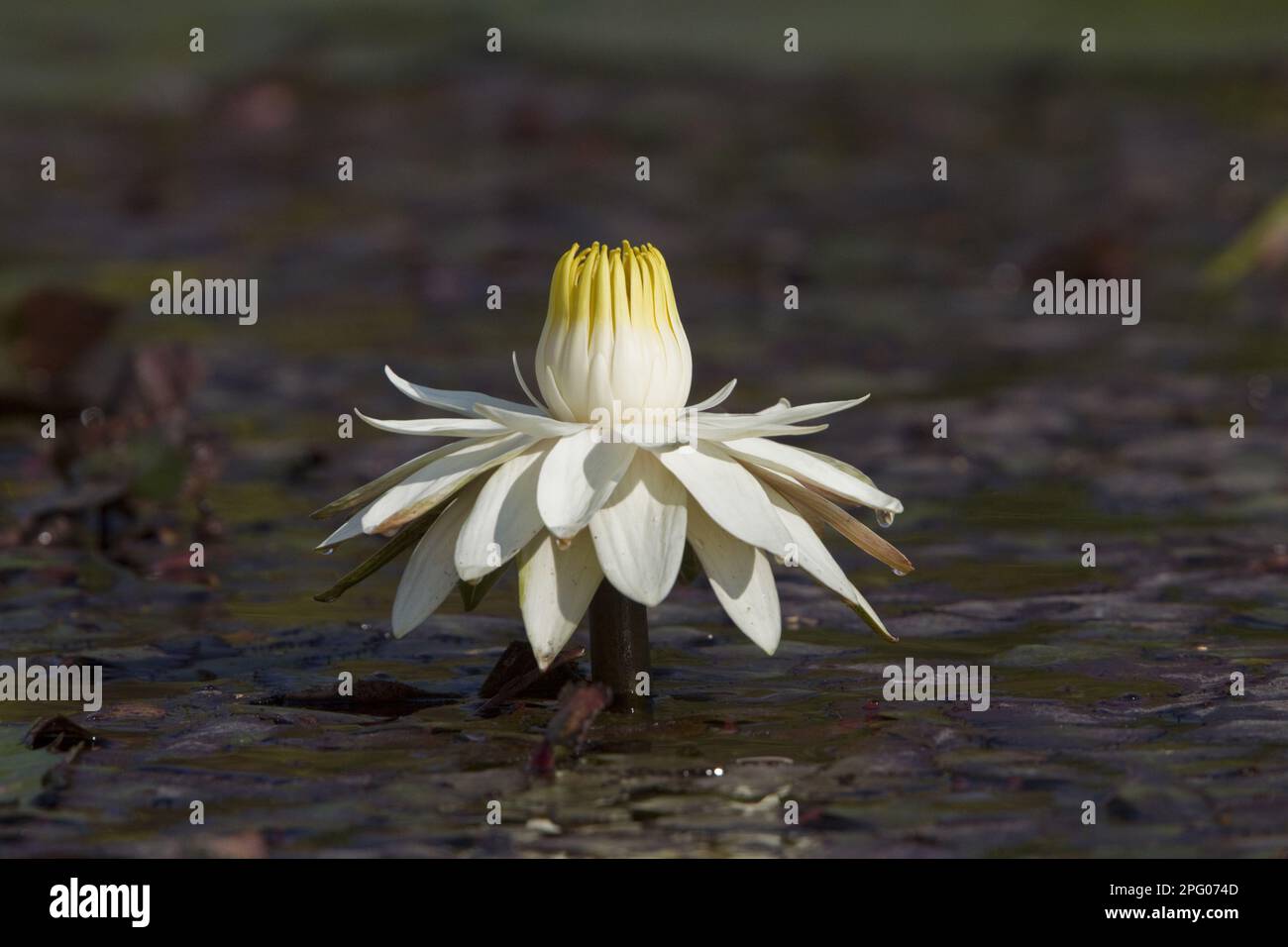 Lotus, the white water lily (Nymphaea), or white lotus, which has night ...